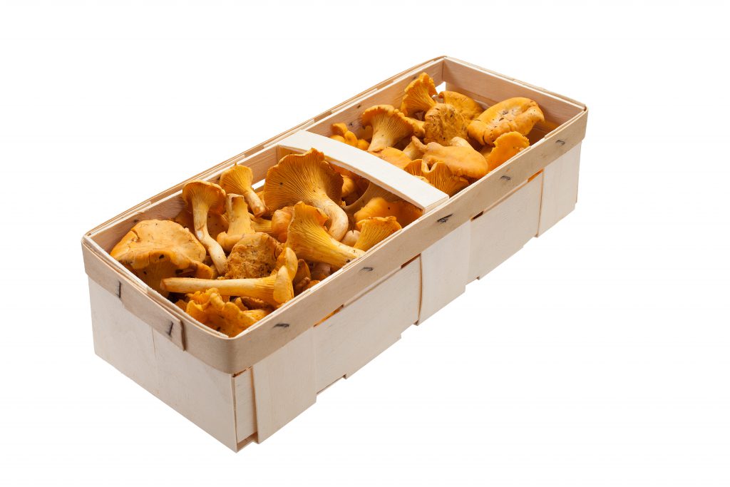 Chantarelle - Banken Champignons