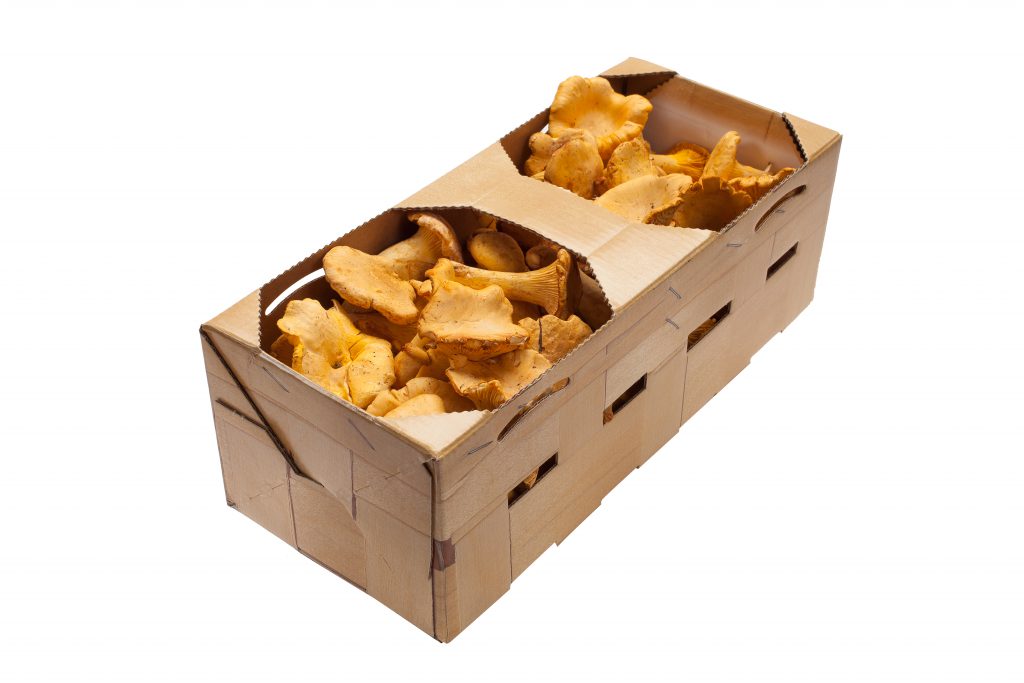 Chantarelle - Banken Champignons