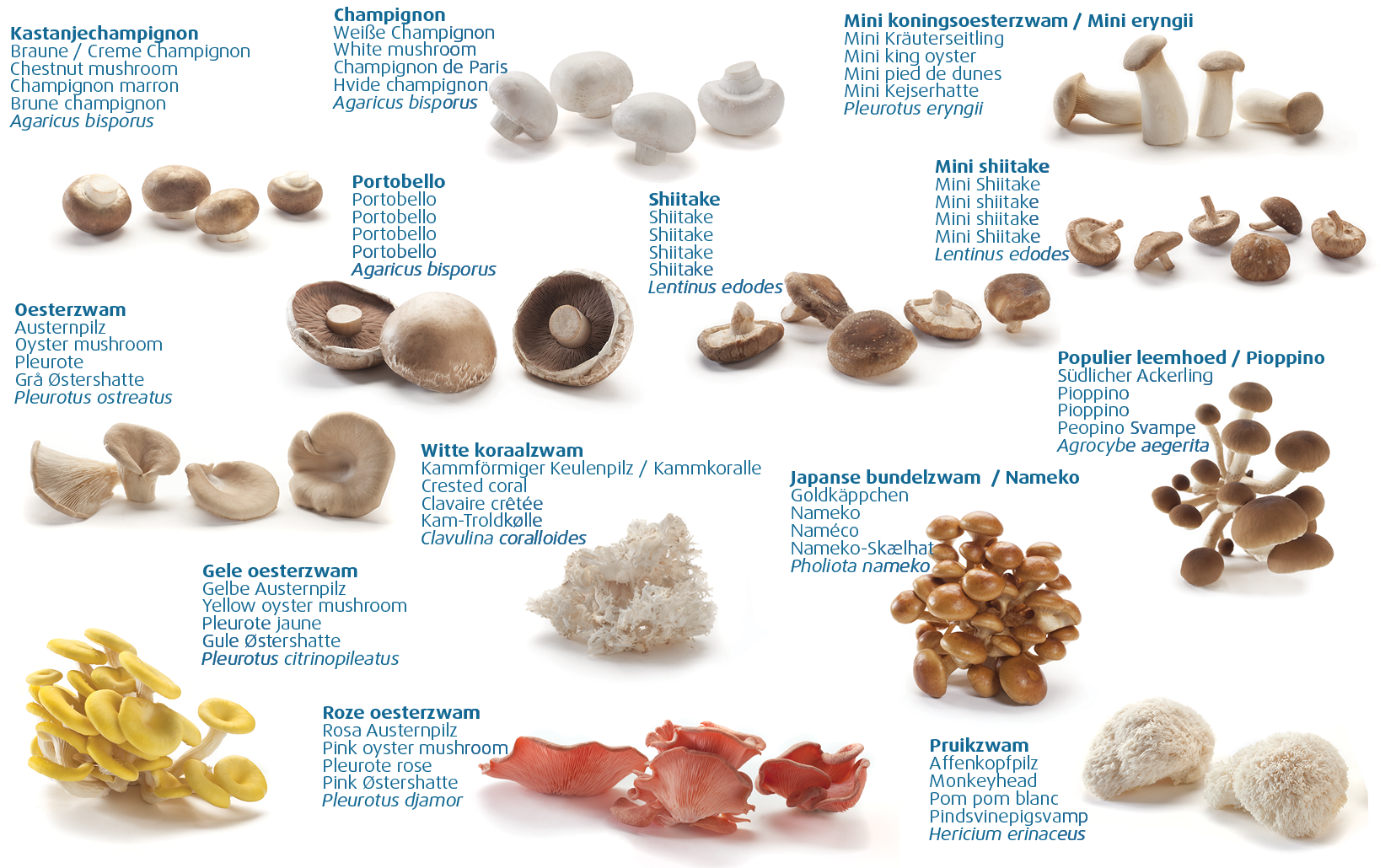 Champignons biologiques - Banken Champignons