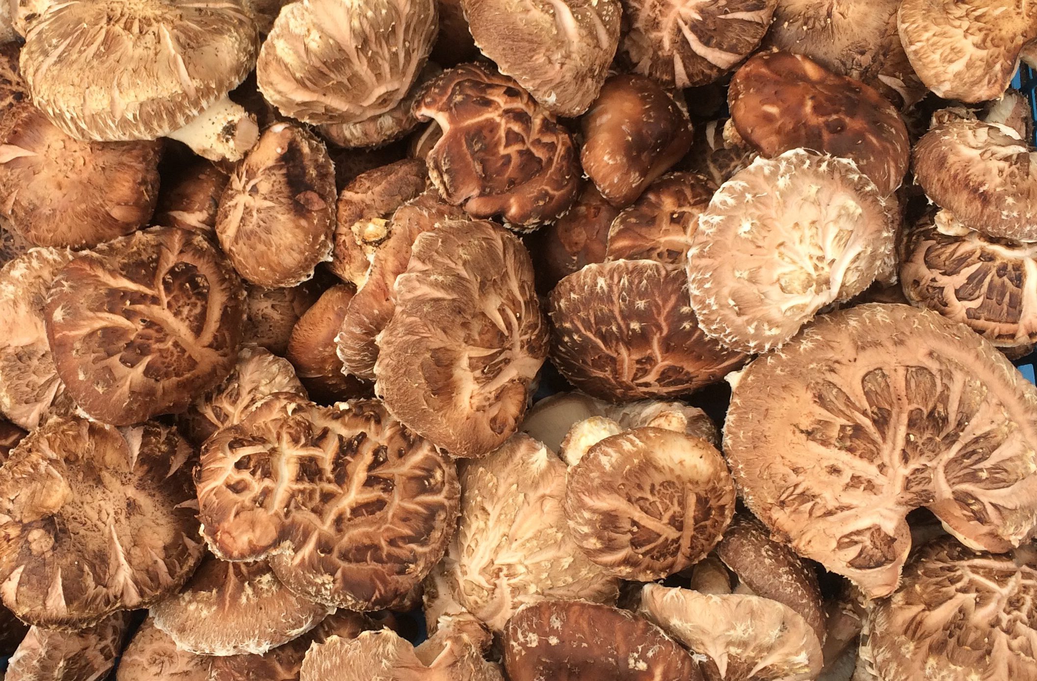 Shiitake gekweekt op boomstammen - Banken Champignons